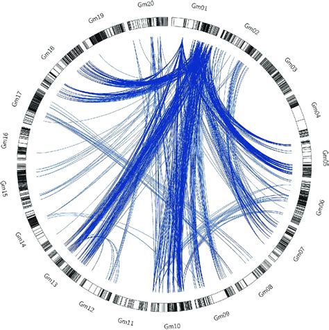 The Circle Represented The Whole Soybean Genome Blue Lines Represented Download Scientific