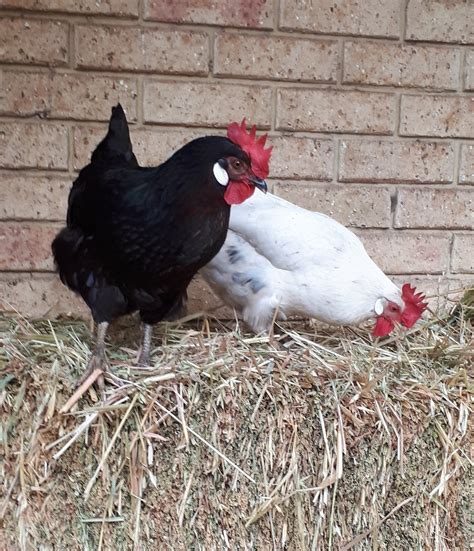 Chickens Chicken Australorp Free Photo On Pixabay