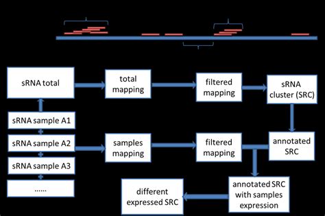Define And Analysis Small RNA Clusters SRCs A Model Of Define