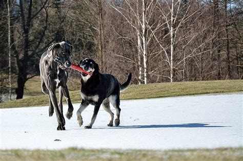 Gripe en perros SÍNTOMAS y TRATAMIENTO