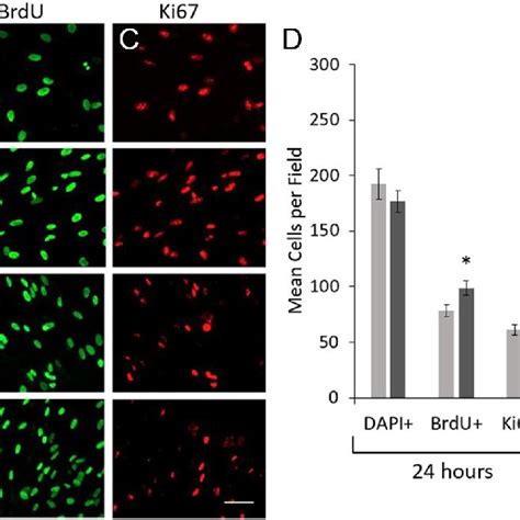 Immunocytochemistry Analysis Of Brdu Ki67 And Dapi Colocalization Download Scientific Diagram