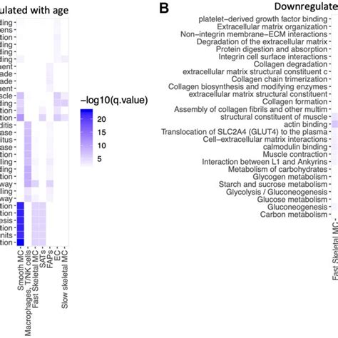 Common And Cell Type Specific Gene Expression Changes With Age Download Scientific Diagram