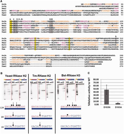 Comparison Of Rnase H2 And H3 A Alignment Was Generated For Human