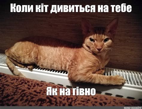 Создать мем Cat Cafe Картинки Meme