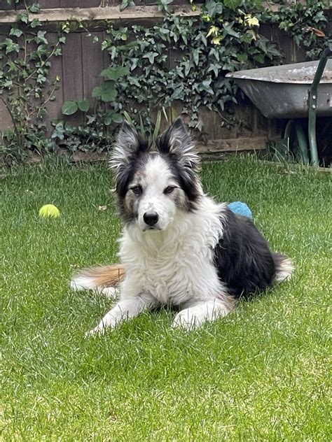 Anish Chauhan On Linkedin Businesslessons Adaptability Communication Resilience Leadership