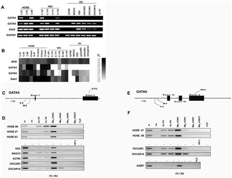 Human Ovarian Surface Epithelial Cells Were Isolated From Download