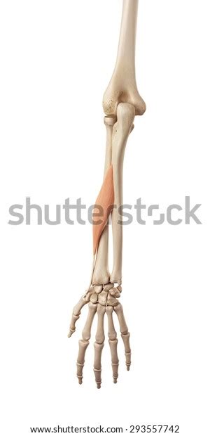 Medical Accurate Illustration Abductor Pollicis Longus Stock