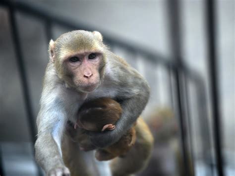 Worlds First Human Monkey Hybrid Created In China Ancient Origins Porn Sex Picture