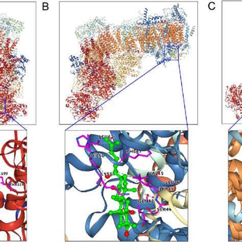 A B Docking Conformations Of Mitochondrial Respiratory Chain Complex