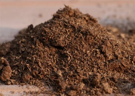 Top 7 Peat Moss Alternatives For Gardening