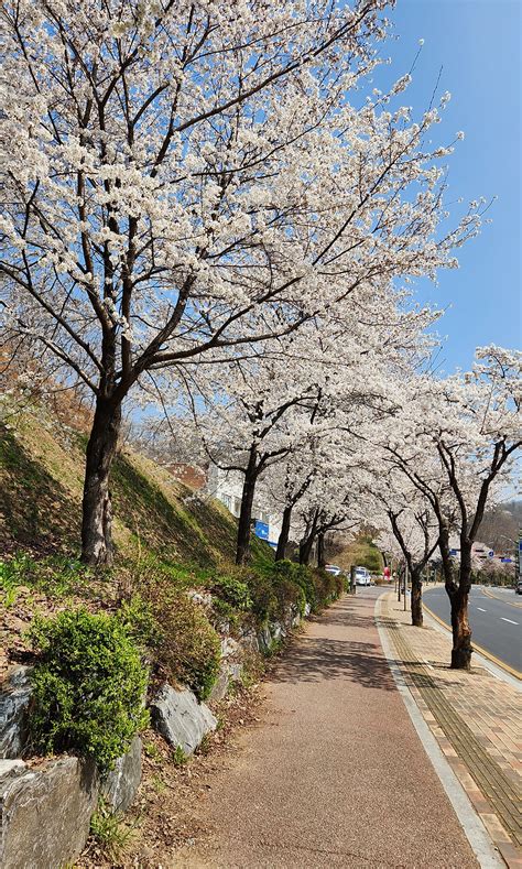 자궁근종수술자궁적출술 자궁근종 증상 병원 선택 수술전 치료수술 진행 순서수술 비용 회복 기간 수술 후 장단점