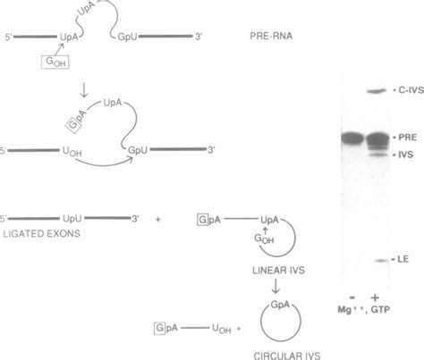 Reaction Sequence Of The Tetrahymena Self Splicing Rna When A