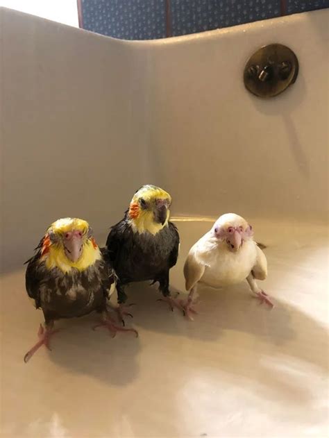 10 Cockatiel Varieties Color Mutations With Pictures Artofit