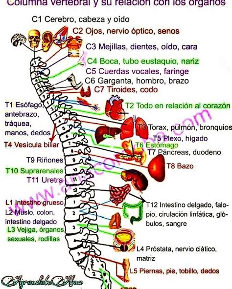 Los 32 Chakras De La Columna Santiago Muñoz Durán