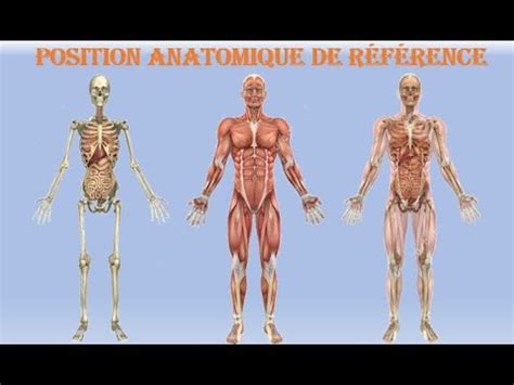 L Anatomie En Quelques Minutes LA POSITION ANATOMIQUE DE REFERENCE C