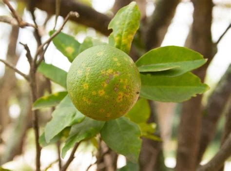 7 Orange Tree Diseases How To Identify And Treat Them Minneopa Orchards