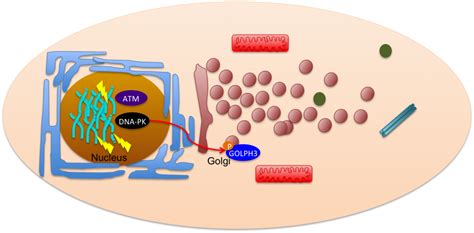 DNA Damage Response Reaching Out Of The Nucleus Mapping Ignorance