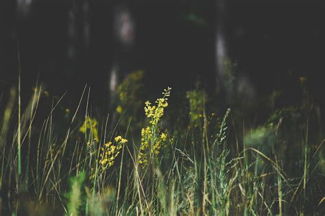 Flowers Grass Summer Free Photo On Pixabay