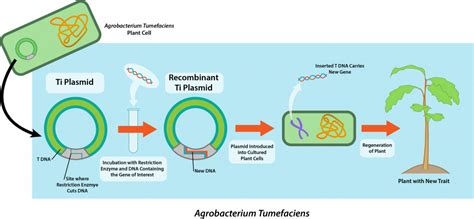 Recombinant Dna Examples