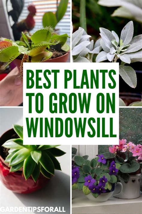 14 Best Plants For Windowsill Herbs And Ornamental