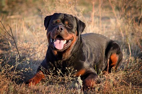 Rottweiler Colors Do Rotties Only Come In Black And Mahogany