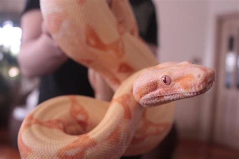 Philippine Snake Society Can The Invasive Burmese Pythons Of Florida