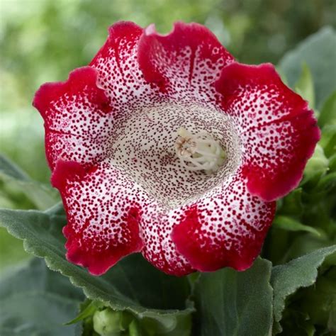 Глоксиния Это невероятно красивый комнатный цветок с бархатными темно зелеными листьями и