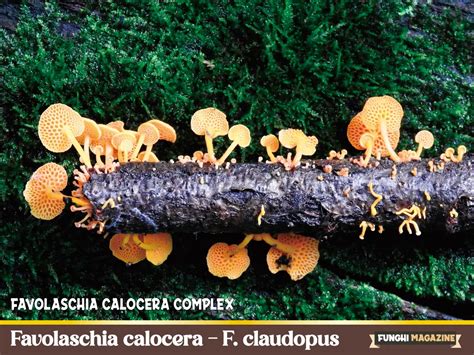 Favolaschia Calocera Favolaschia Claudopus Funghi Magazine