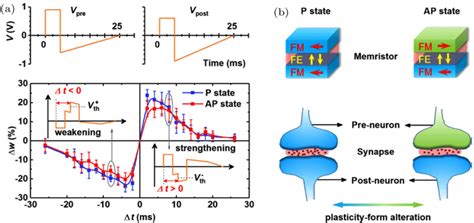 A Stdp Measurement In La 07 Sr 03 Mno 3 Batio 3 La 07 Sr 03 Mno