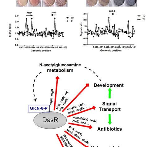 Chip On Chip Data For Selected DasR Targets Detected In The GlcNAc