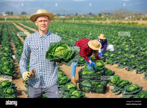 Agricultural Worker Harvesting Savoy Cabbage On Farm Plantation Stock