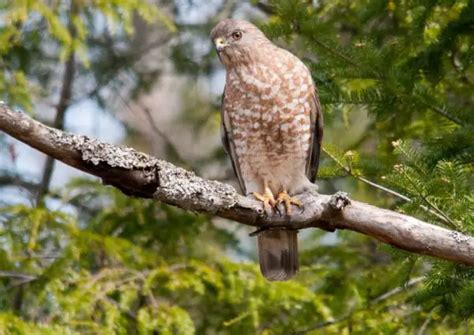 33 Birds Of Prey In California With Pictures And Identification