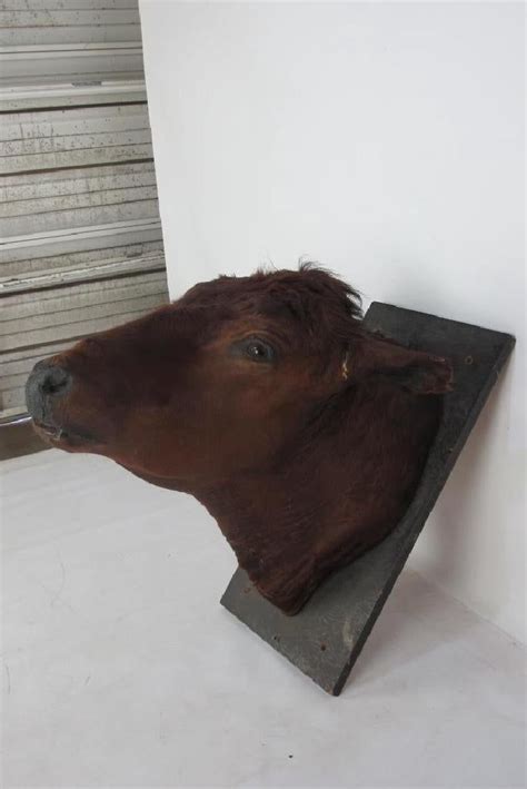 Taxidermy Cow Head Cow Head Taxidermy Cow