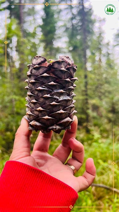 🌳ОЙ БА ХҮНС ӨВӨРМӨЦ ОЙ Дэлгэрмөрөн сум дундын ойн анги