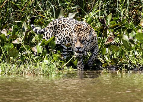 Pantanal Classic Tour Jaguar Safaris And Wildlife Photography 5 To 7n