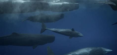 When Whales Pee Its Good For The Ocean Deep Sea Reporter