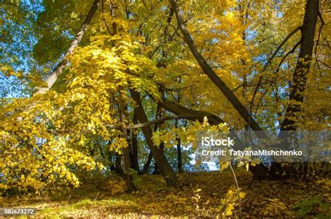 가 풍경 백 화 나무 오크 단풍나무 단풍 오래 된 잔디에에서 그려졌다 아름 다운 화려한 단풍 녹색 노랑 오렌지 레드의 컬렉션 0