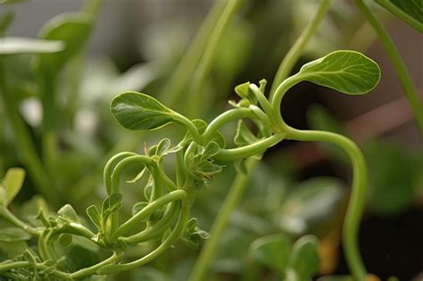 Premium Ai Image Closeup Of Green Plant With Individual Leaves And