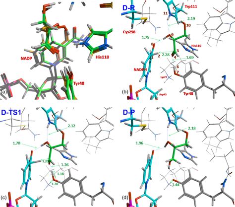 (a) Comparison of NADPH position between HID (green) and HIE (orange)... | Download Scientific ...