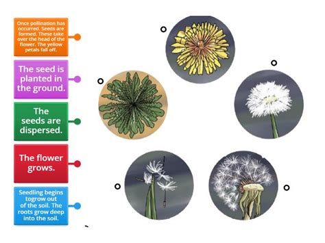 Life Cycle Of A Dandelion Plant Labelled Diagram