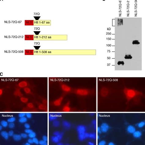 Expression Of N Terminal Htt Fragments A Schematic Of Htt Cdna