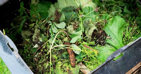 Compost Worms Vs Earthworms Are They The Same Backyarddigs