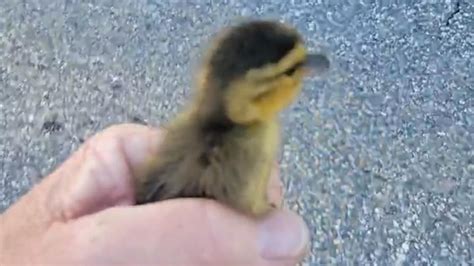 Gorham Police Rescue Ducklings From Storm Drain