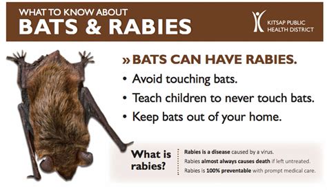 Rabies In Bats