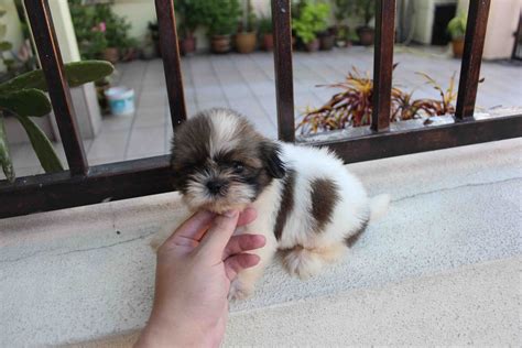 Lovelypuppy Female Tri Color Shih Tzu Puppy