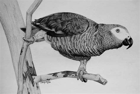 24 Parrot Drawing Realistic SweynAhlyisa