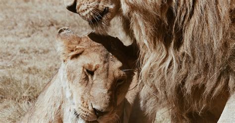 Animals With Extreme Sexual Behaviour