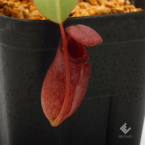 New Arrival Plants Zero Plants Blog