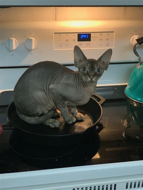 There Is A Goblin In My Frying Pan R Sphynx