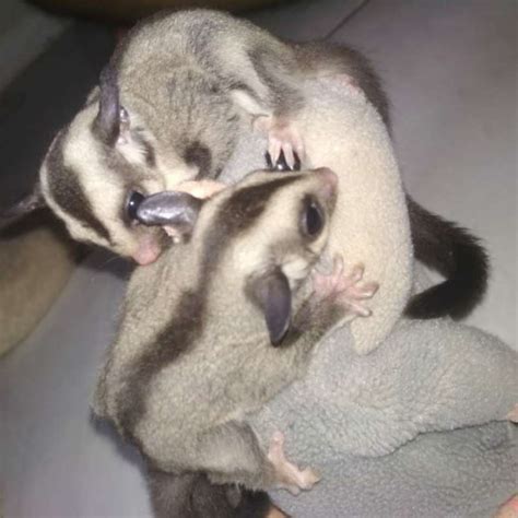 Jual Joey Sugar Glider Cg Di Seller Enigma Kapuk Kota Jakarta Barat